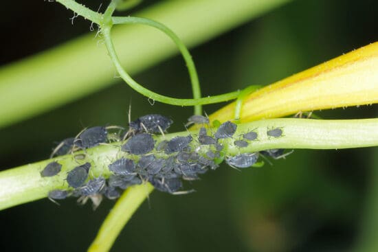 8 Most Common Swiss Chard Pests and Diseases (and How to Get Rid of Them)