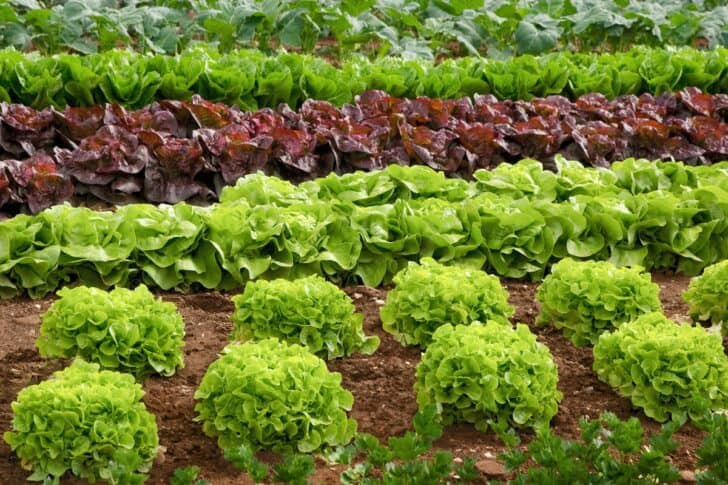 19 Vegetable Garden Plans & Layout Ideas That Will Inspire You