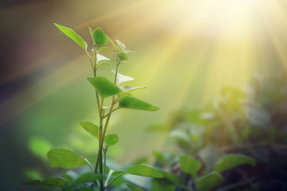 How Light Affects Plant Growth