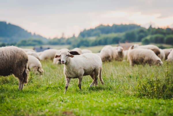 How Long Do Sheep Live & What Factors Contribute to Their Longevity?