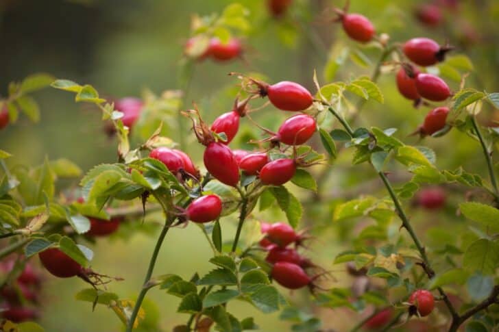 8 Ways to Use Rose Hips and A Few Things to Keep In Mind When Using Them