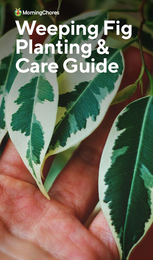Weeping Fig Plant: How to Grow and Care for the Benjamin Ficus