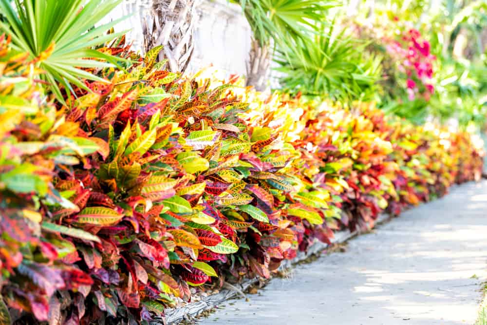 Croton Petra: How to Grow and Take Care of This Colorful Plant