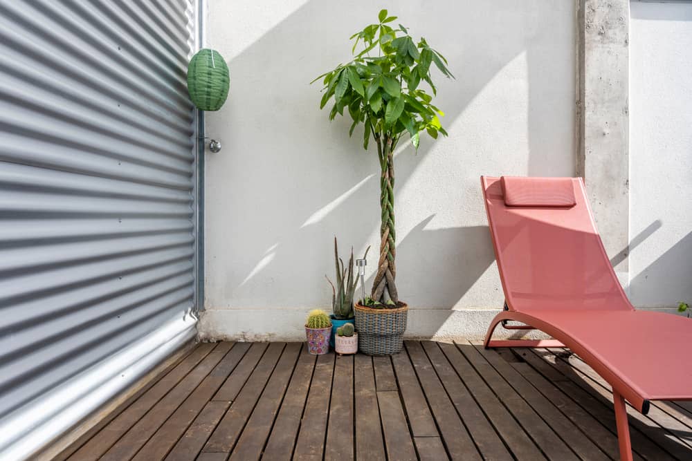 Money Tree Plant: How to Grow and Care For Pachira Aquatica