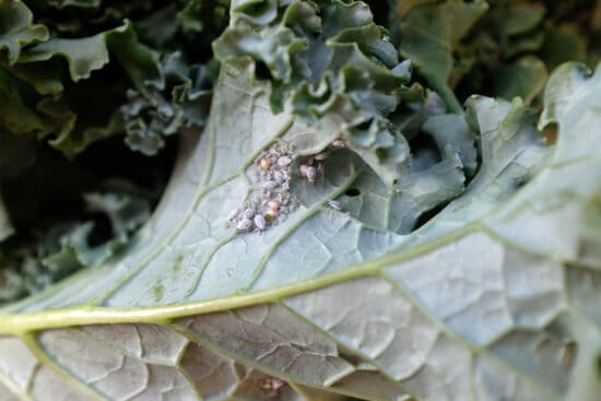 15 Kale Plant Problems and How to Fix Them