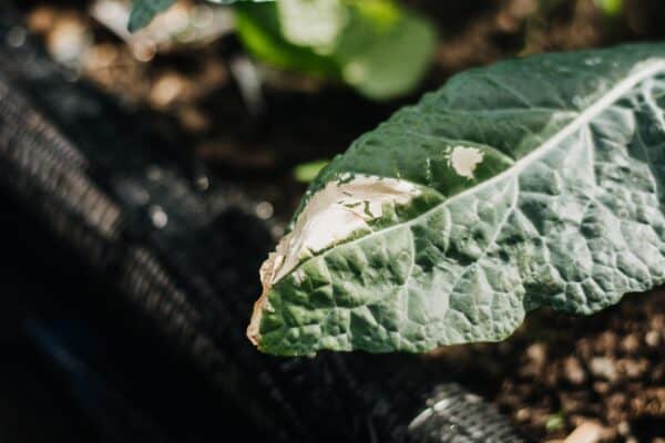 15 Kale Plant Problems and How to Fix Them