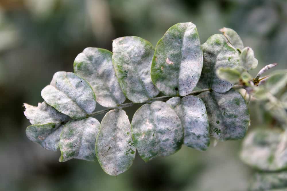 13 Pea Plant Problems and How To Fix Them