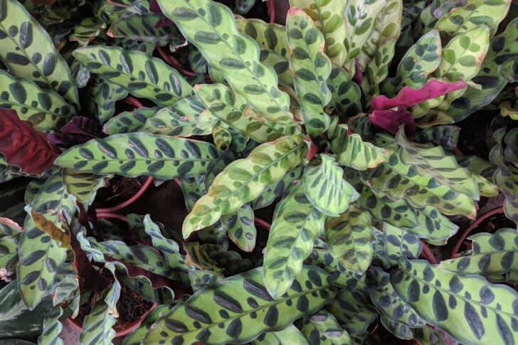 The Complete Guide To Arrowhead Plant Growing and Care