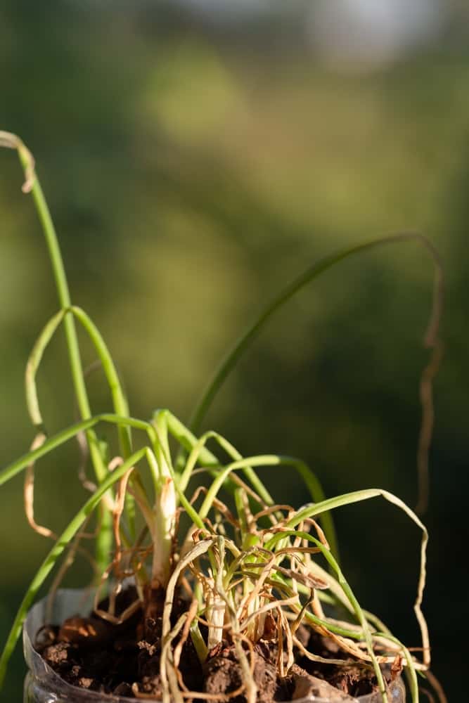 15 Common Scallion Plant Problems and What To Do About Them