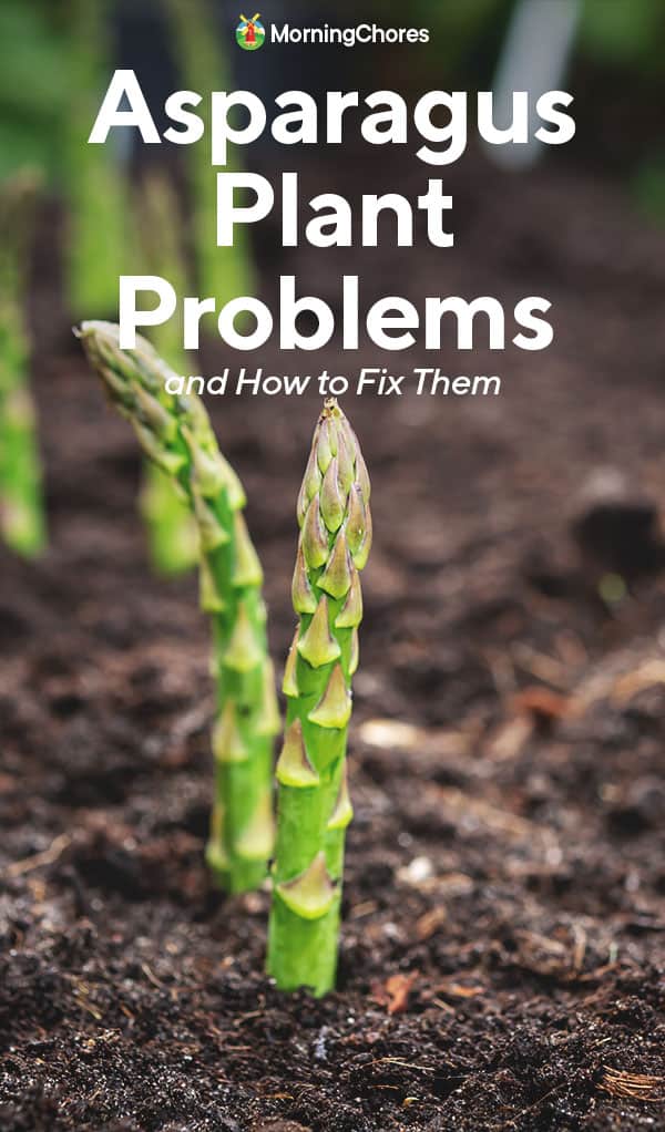 11 Asparagus Plant Problems That Can Ruin Your Harvest (and What To Do ...