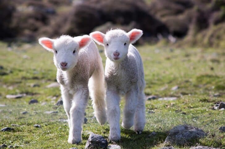 17 Hair Sheep Breeds That Don't Need Expensive Shearing
