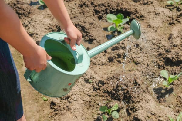 Splitting Cabbage Heads: What Causes This and How To Prevent It?