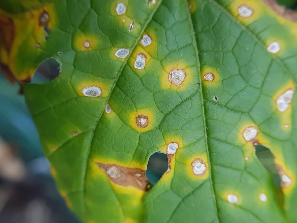 Alternaria Leaf Spot: How to Identify and Treat Leaf Blight