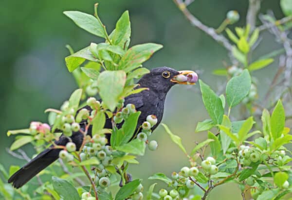 13 Common Blueberry Bush Problems, Pests, and Diseases (and How to Fix ...