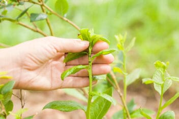 13 Common Blueberry Bush Problems, Pests, and Diseases (and How to Fix ...