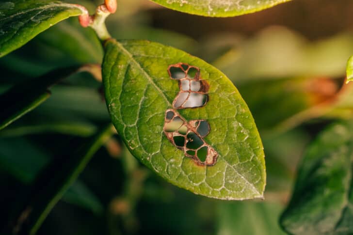 13 Common Blueberry Bush Problems, Pests, and Diseases (and How to Fix ...