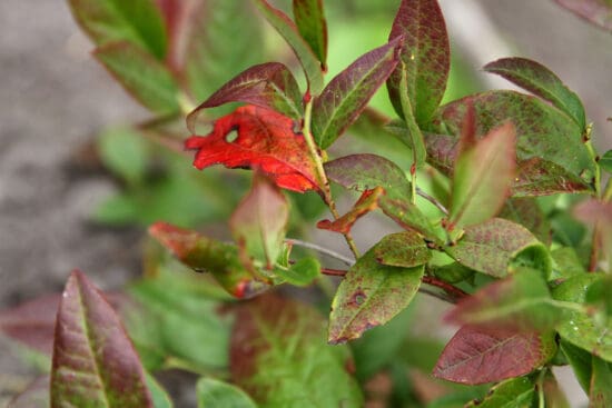 13 Common Blueberry Bush Problems, Pests, and Diseases (and How to Fix ...