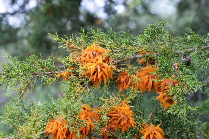 Growing Juniper: A Complete Guide on How to Plant, Grow, and Use Juniper