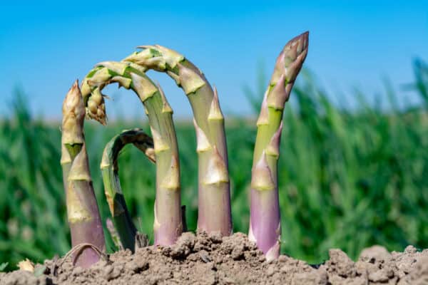 11 Asparagus Plant Problems That Can Ruin Your Harvest (and What To Do ...