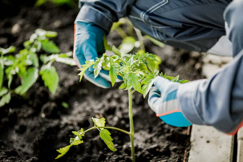 How to Prevent the Dreaded Catfacing in Tomatoes