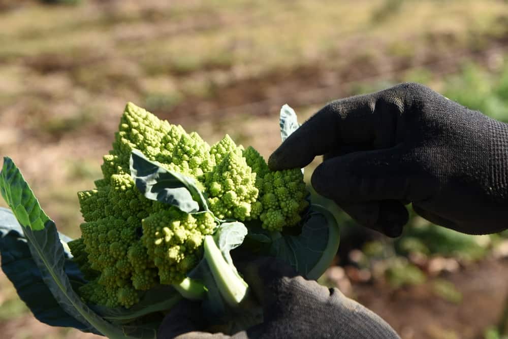 Growing Romanesco: How to Plant and Care For Romanesco