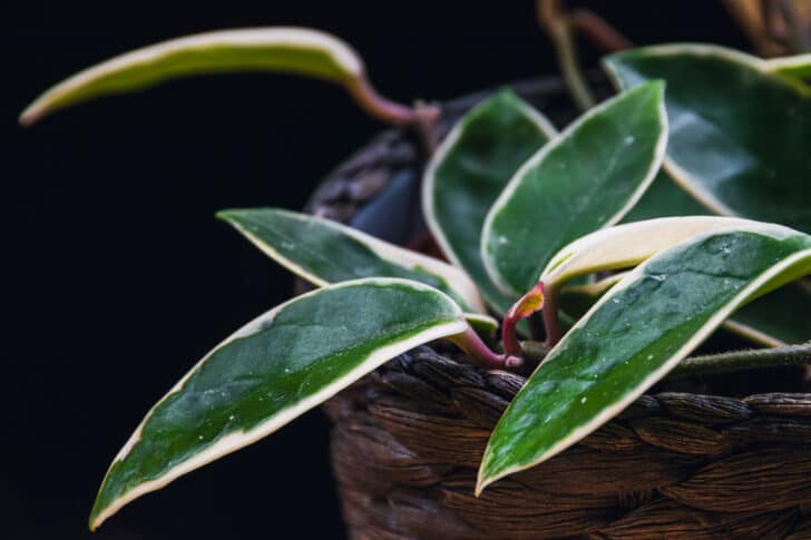 Growing Hoyas: The Complete Guide To Plant, Grow, and Care For Hoya ...