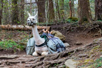 Why You Should Keep Llamas on Your Homestead