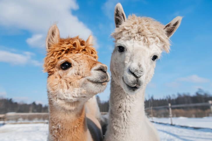 The Basics of Raising Llamas on the Homestead
