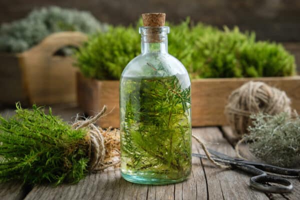 Maximize Your Garden Yields with These 23 Multi-Purpose Plants