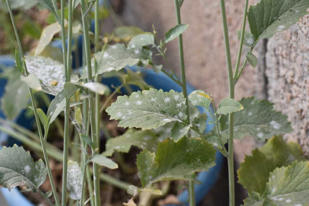 9 Problems Growing Mustard Greens and How to Address Them