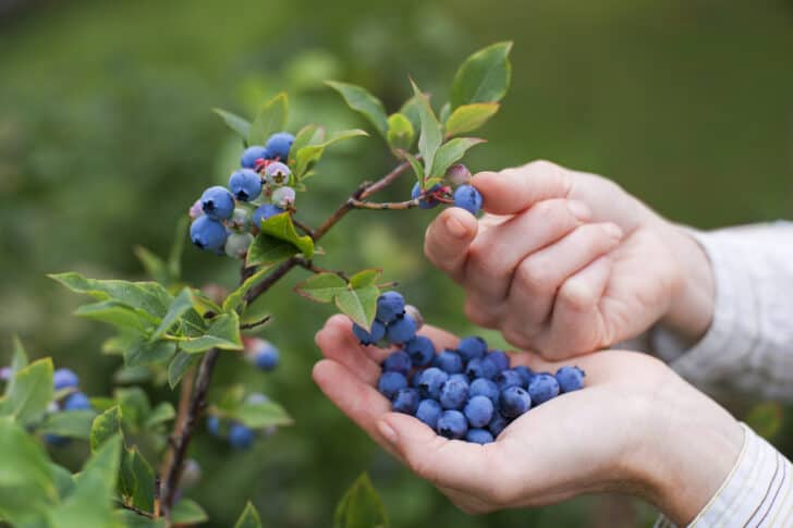 13 Common Blueberry Bush Problems, Pests, and Diseases (and How to Fix ...