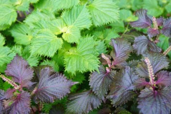 How to Grow Shiso in Your Garden