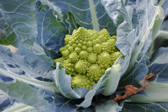 Growing Romanesco: How to Plant and Care For Romanesco