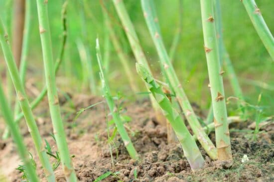 11 Asparagus Plant Problems That Can Ruin Your Harvest (and What To Do ...