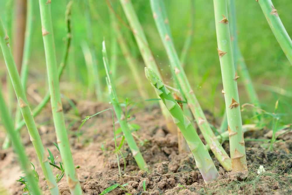 11 Asparagus Plant Problems That Can Ruin Your Harvest (and What To Do ...