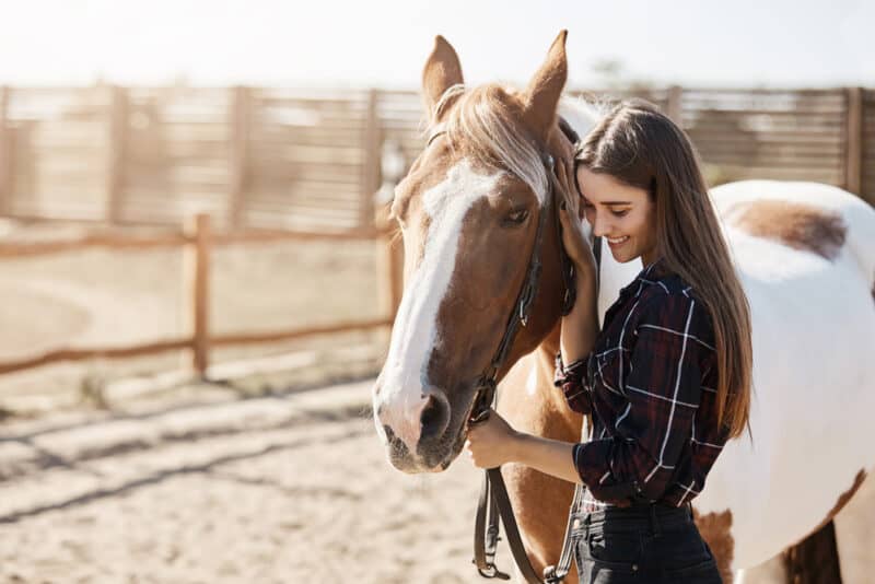Horse Companionship: Why Your Horse Needs a Friend and Which Animals ...