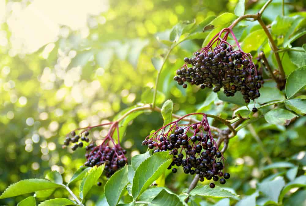 Growing Black Elderberries: A Complete Guide to Plant, Grow, and Care ...