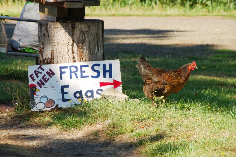 A Comprehensive Guide to Starting a Chicken-Selling Business