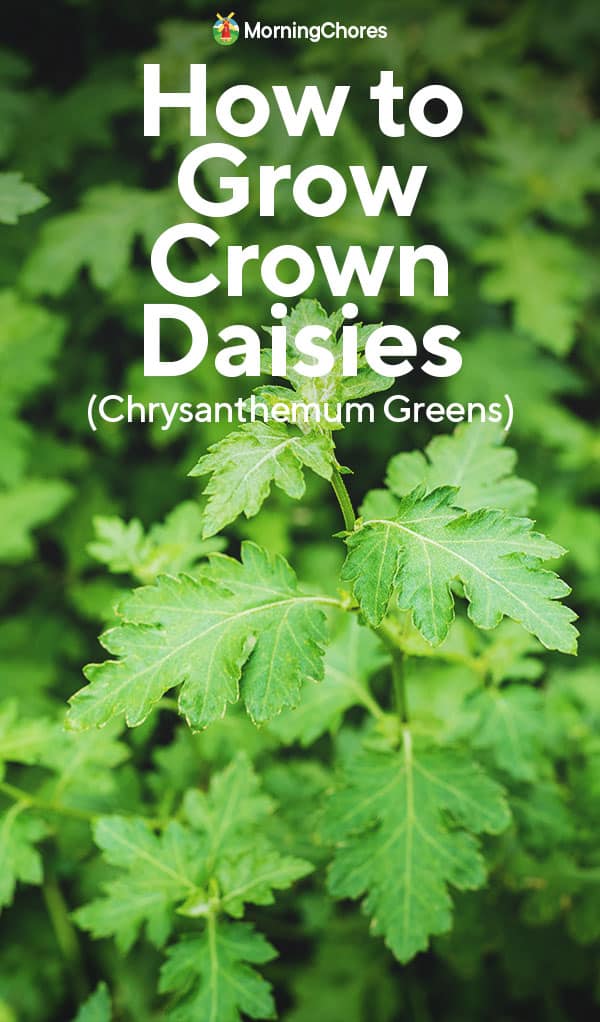 Growing Crown Daisies: How to Plant and Care for Chrysanthemum Greens
