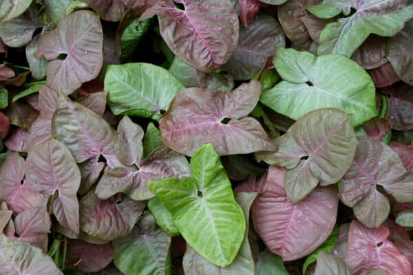 The Complete Guide To Arrowhead Plant Growing and Care