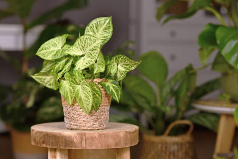 How to Grow and Care For Pencil Plant - The Unusual Succulent