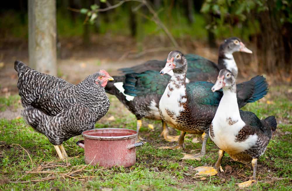 9 Livestock Hybrids You Should Know About