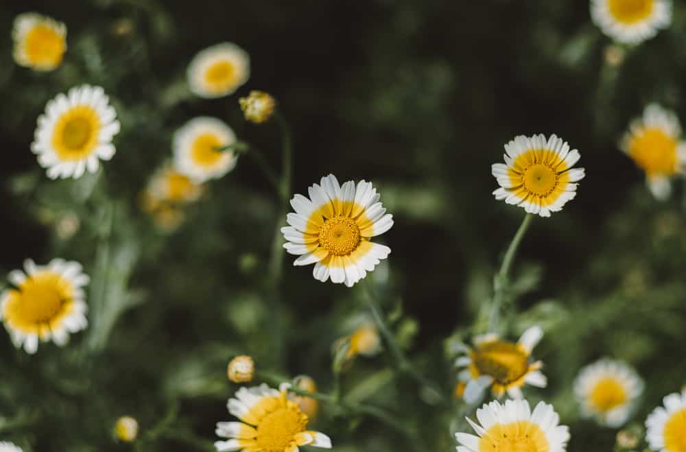 Growing Crown Daisies: How to Plant and Care for Chrysanthemum Greens