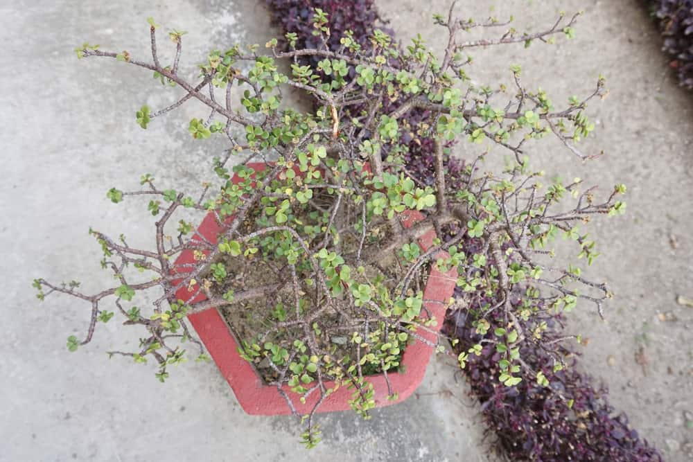 Dwarf Jade: How to Care For This Sturdy Succulent