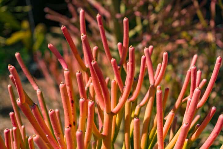 How to Grow and Care For Pencil Plant - The Unusual Succulent