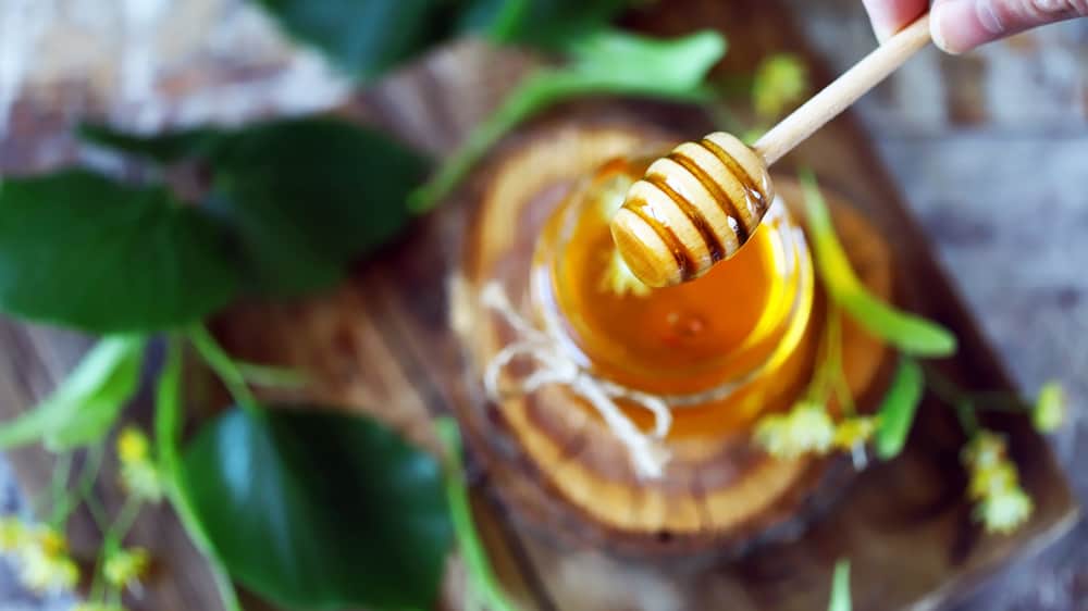 7 Natural Rooting Hormone Alternatives Backed By Science