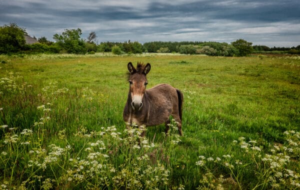 9 Livestock Hybrids You Should Know About