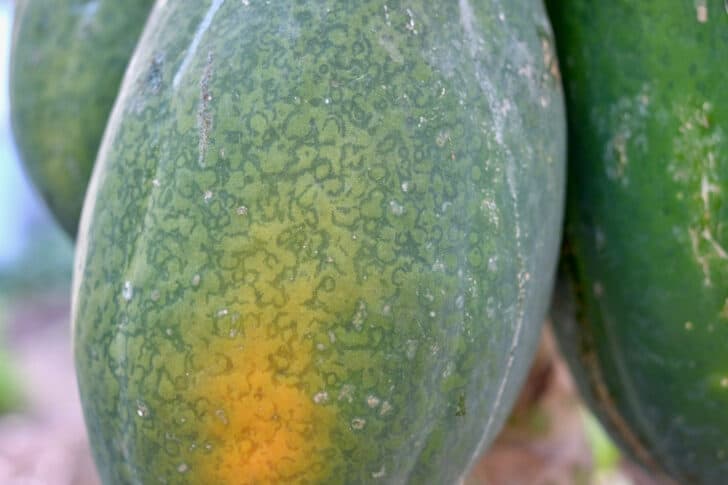 Papaya Ringspot Virus: How to Identify and Deal With This Devastating ...