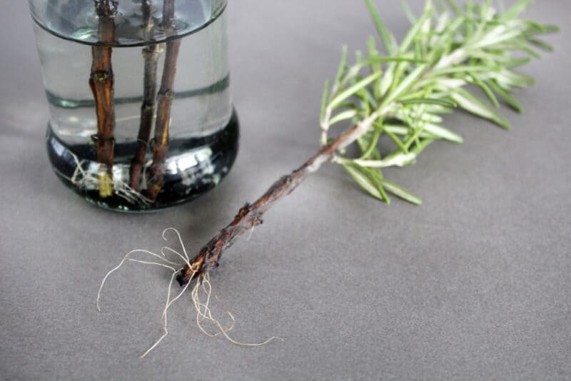 7 Natural Rooting Hormone Alternatives Backed By Science