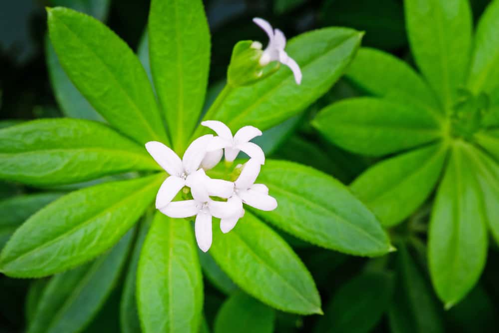 Growing Sweet Woodruff: How to Plant and Raise Sweet Woodruff the Shade ...